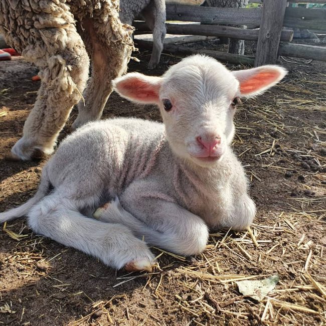 Melkbossie – Farm Animal Sanctuary