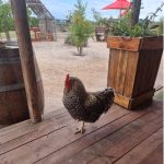 Melkbossie – Farm Animal Sanctuary