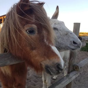 Melkbossie – Farm Animal Sanctuary