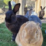 Melkbossie – Farm Animal Sanctuary